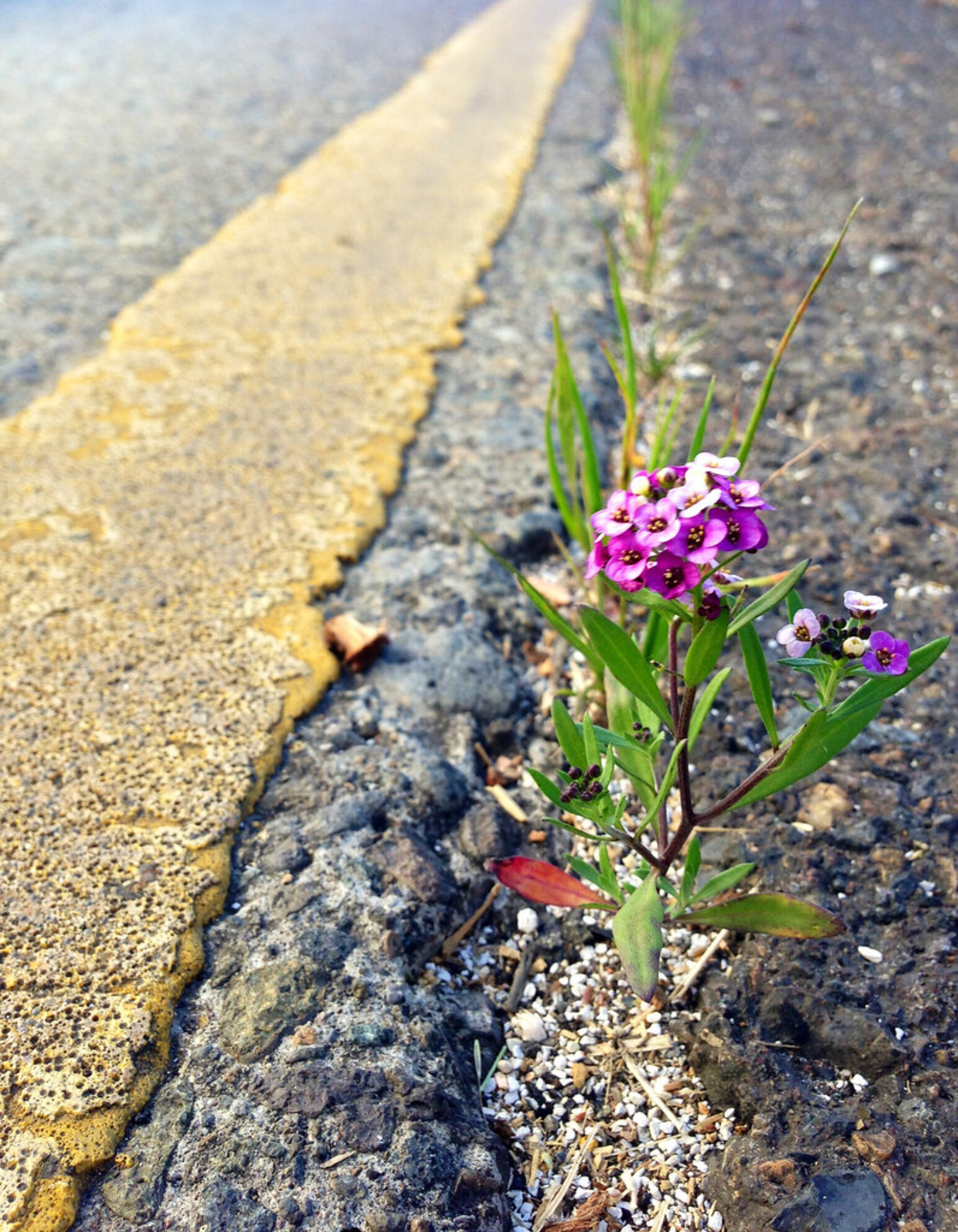 Developing Grit at Work